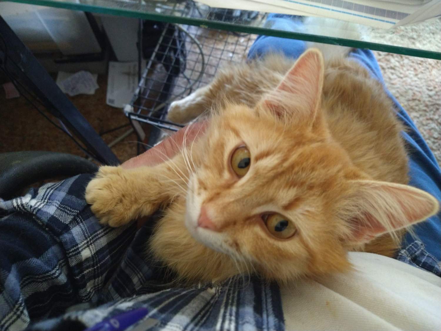 Solve Hi!!! I'm Toe ... jigsaw puzzle online with 48 pieces