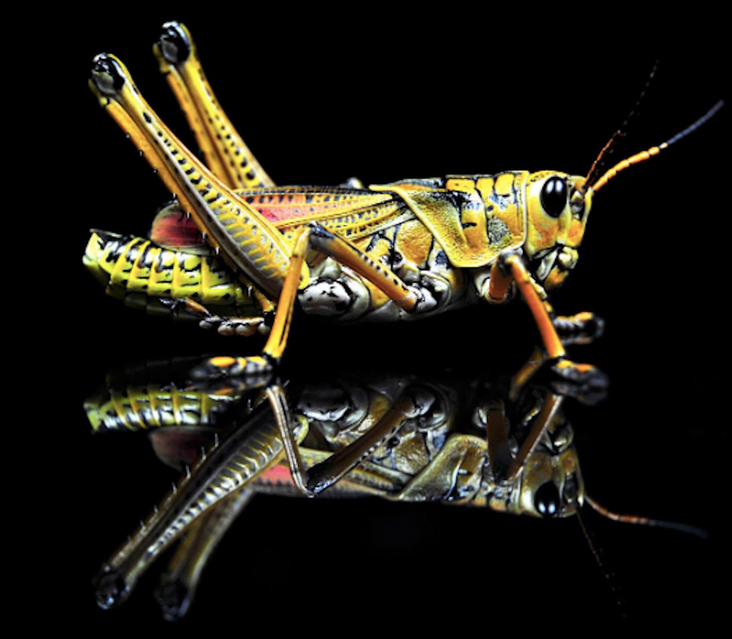 Solve Grasshopper jigsaw puzzle online with 180 pieces