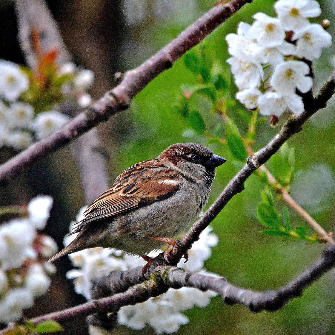 Solve male house sparrow (Passer domesticus) jigsaw puzzle online with ...