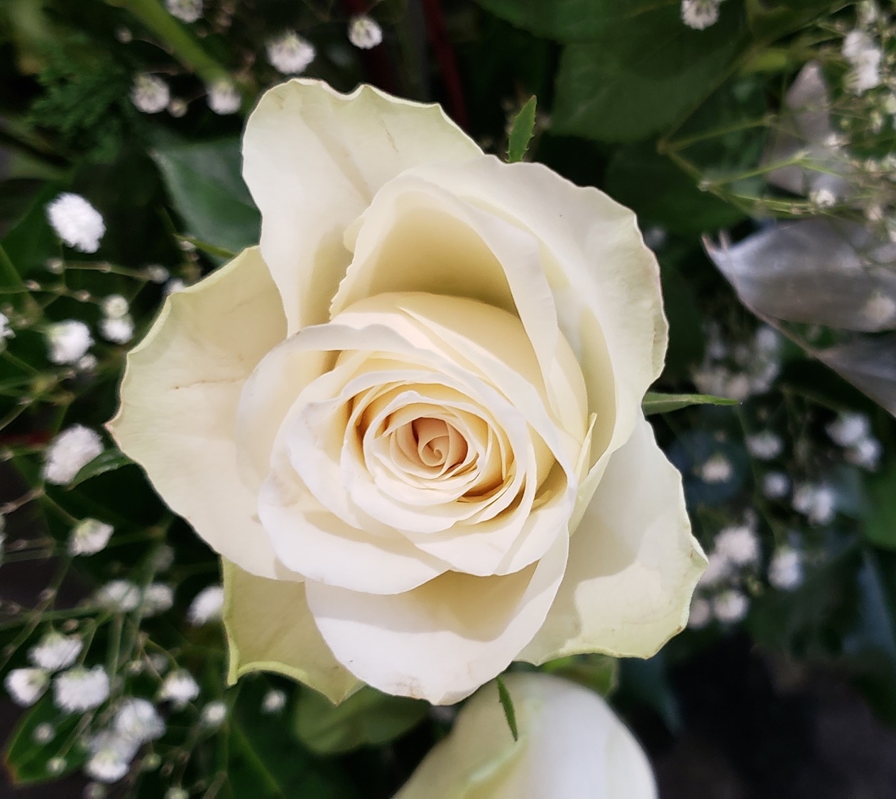 Solve White Rose jigsaw puzzle online with 30 pieces