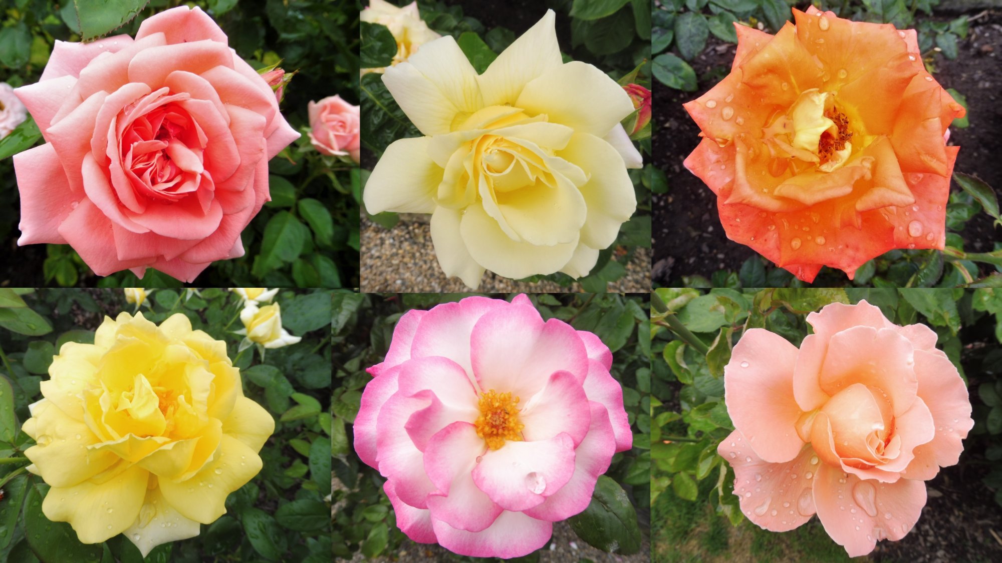 Solve roses jigsaw puzzle online with 153 pieces