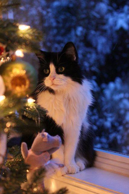 Solve Miss Purdy jigsaw puzzle online with 70 pieces