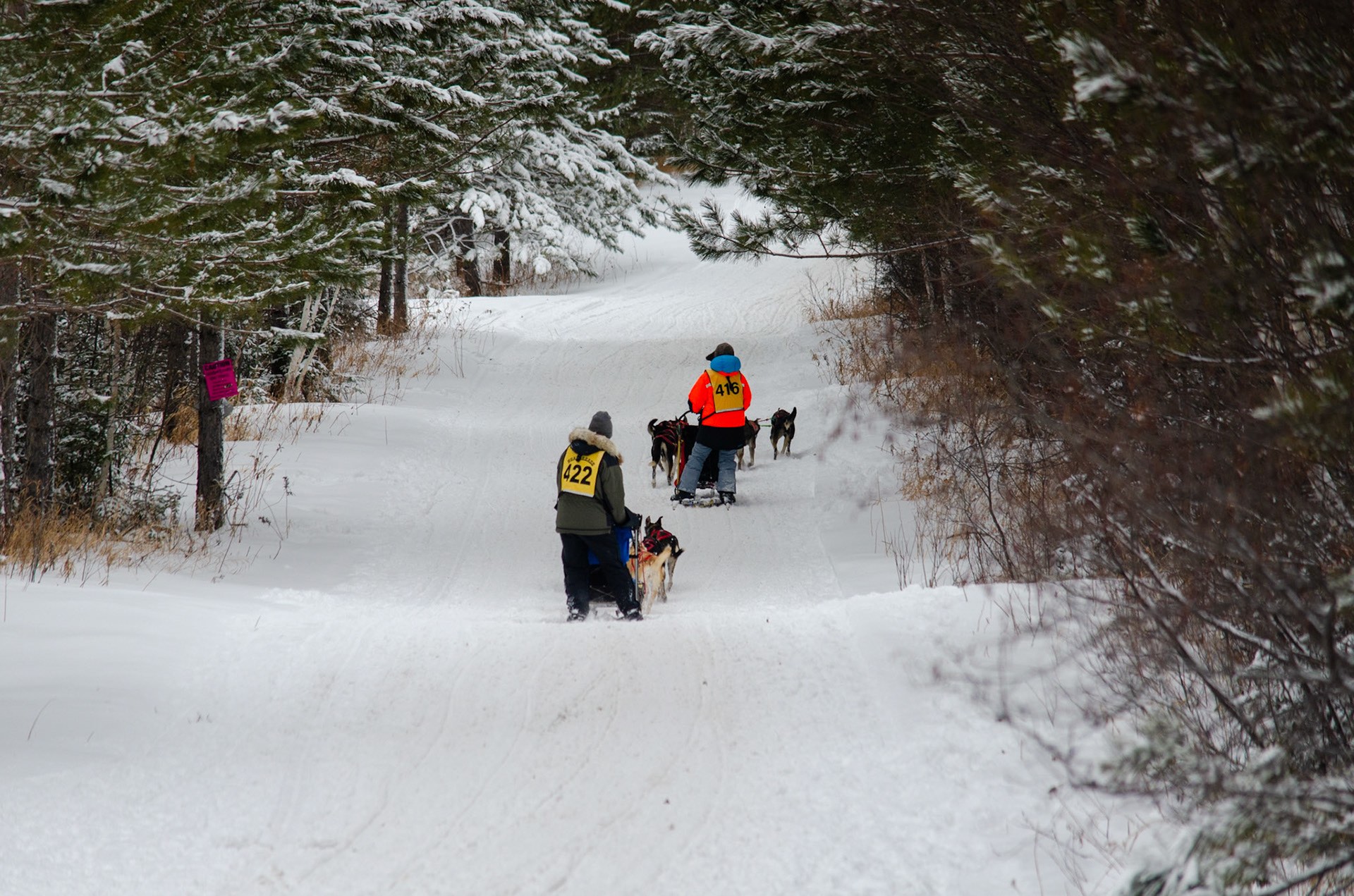Jigsaw Puzzle | 150 pieces | Wind Blown Wednesday 01/28/26 (Dog Sled ...