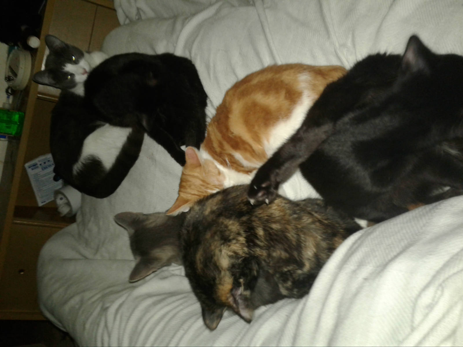 Solve Snuggle Pile! jigsaw puzzle online with 540 pieces