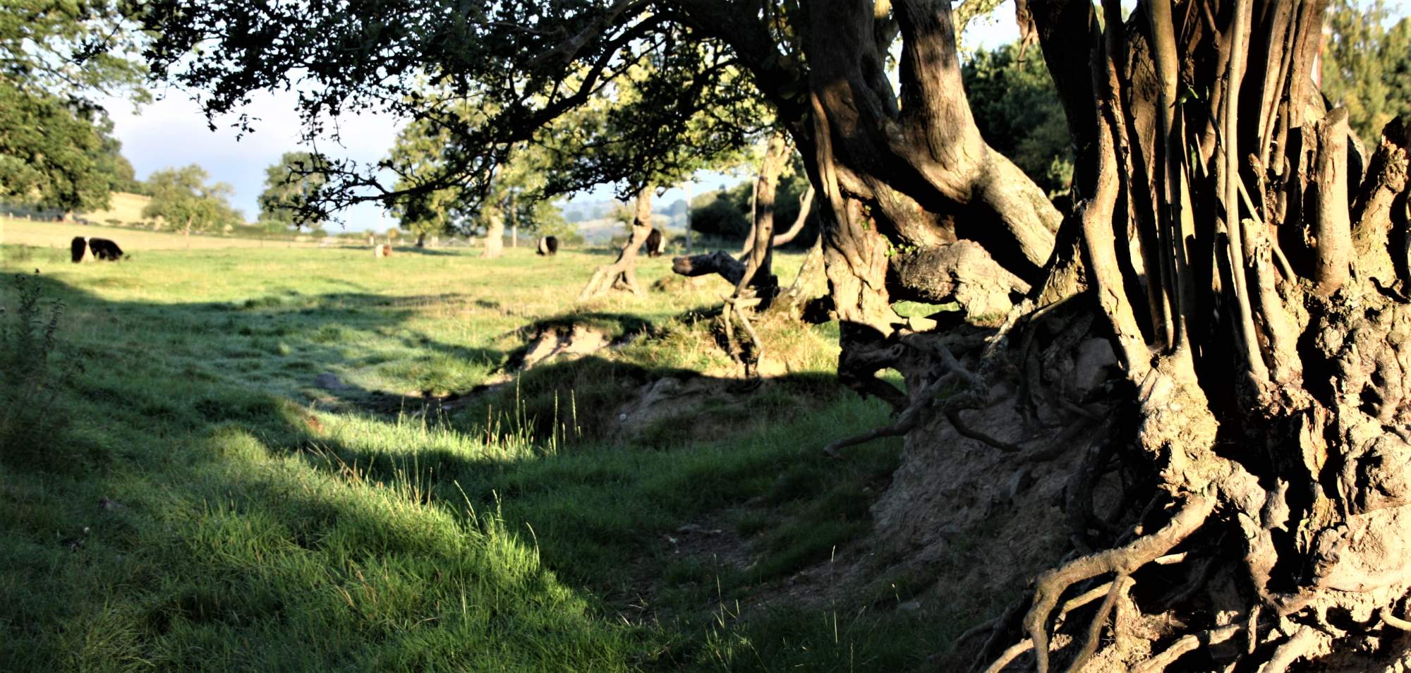 Solve Tree Roots 2, Shropshire, England jigsaw puzzle online with 200 ...