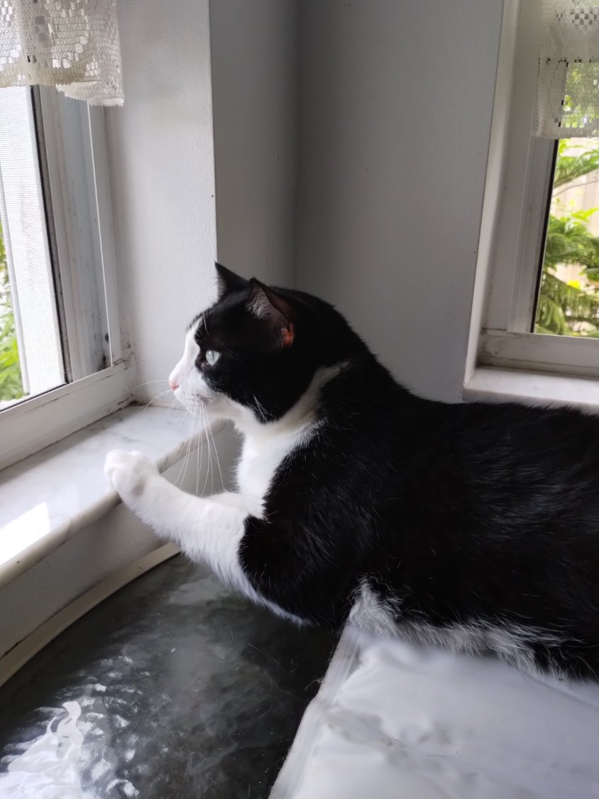 Solve Watchdog Inky jigsaw puzzle online with 20 pieces