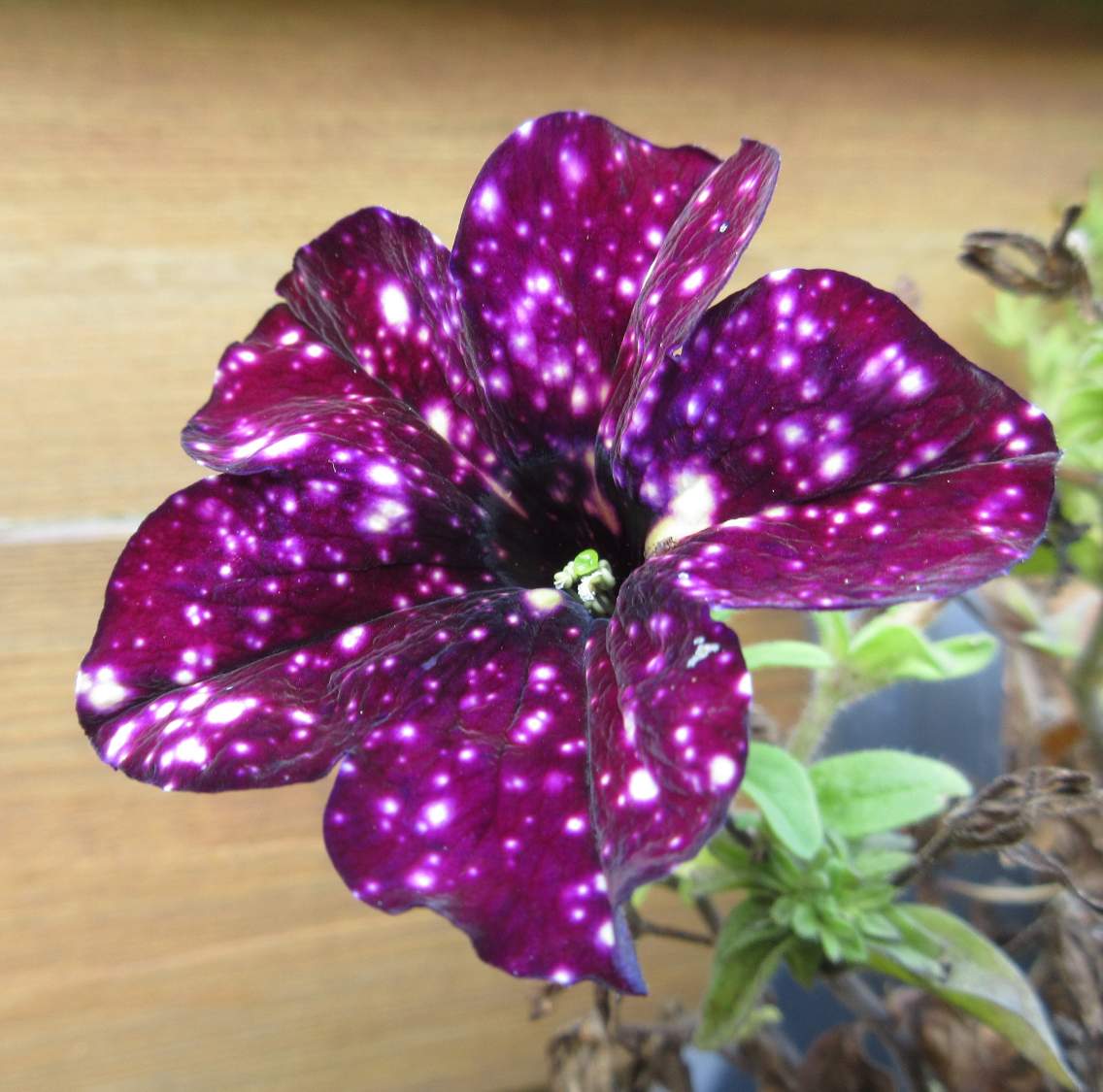 Solve Petunia Starry Sky Burgundy jigsaw puzzle online with 49 pieces