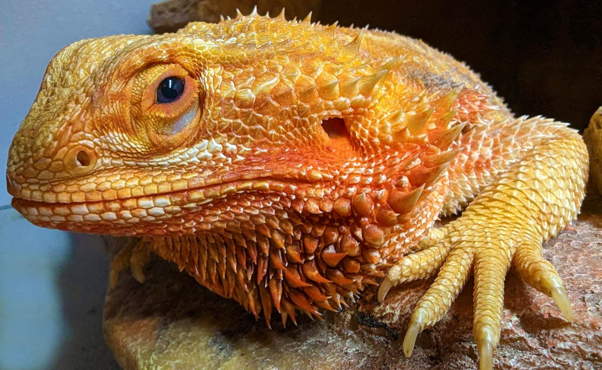 Solve Lizzie our Bearded Dragon jigsaw puzzle online with 350 pieces