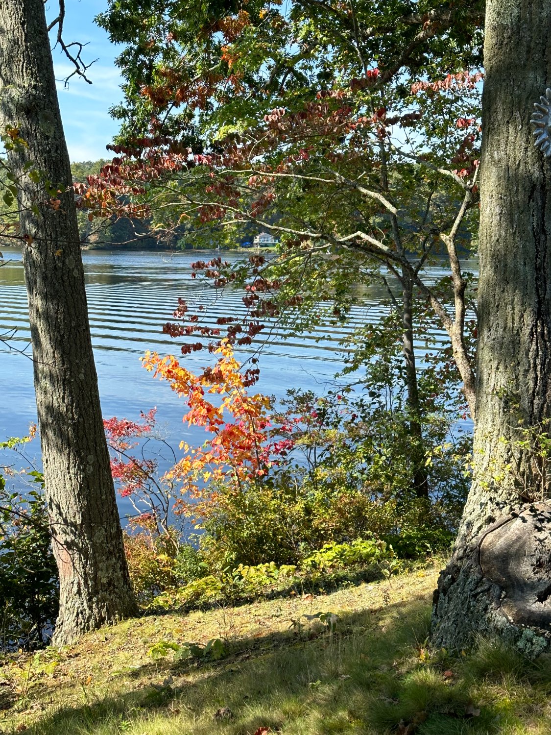 Solve Suddenly it's fall! jigsaw puzzle online with 63 pieces