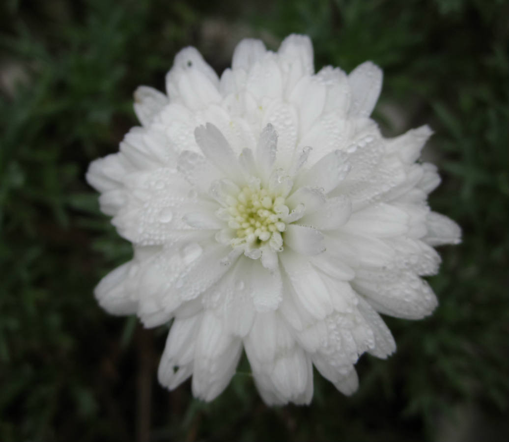 Solve Witte Dubbele Margriet -- (Argyranthemum frutescens) jigsaw ...