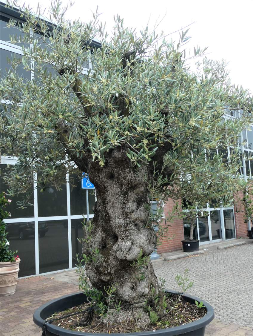 Puzzle | 35 pièces | Beautiful old olive tree, for sale | Jigidi