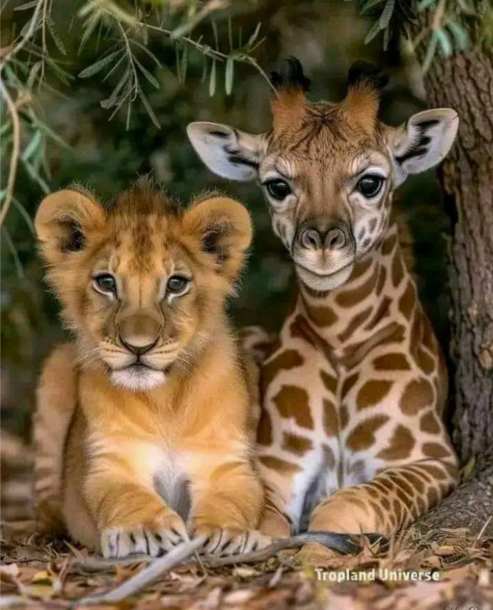 Solve lovely duo jigsaw puzzle online with 168 pieces