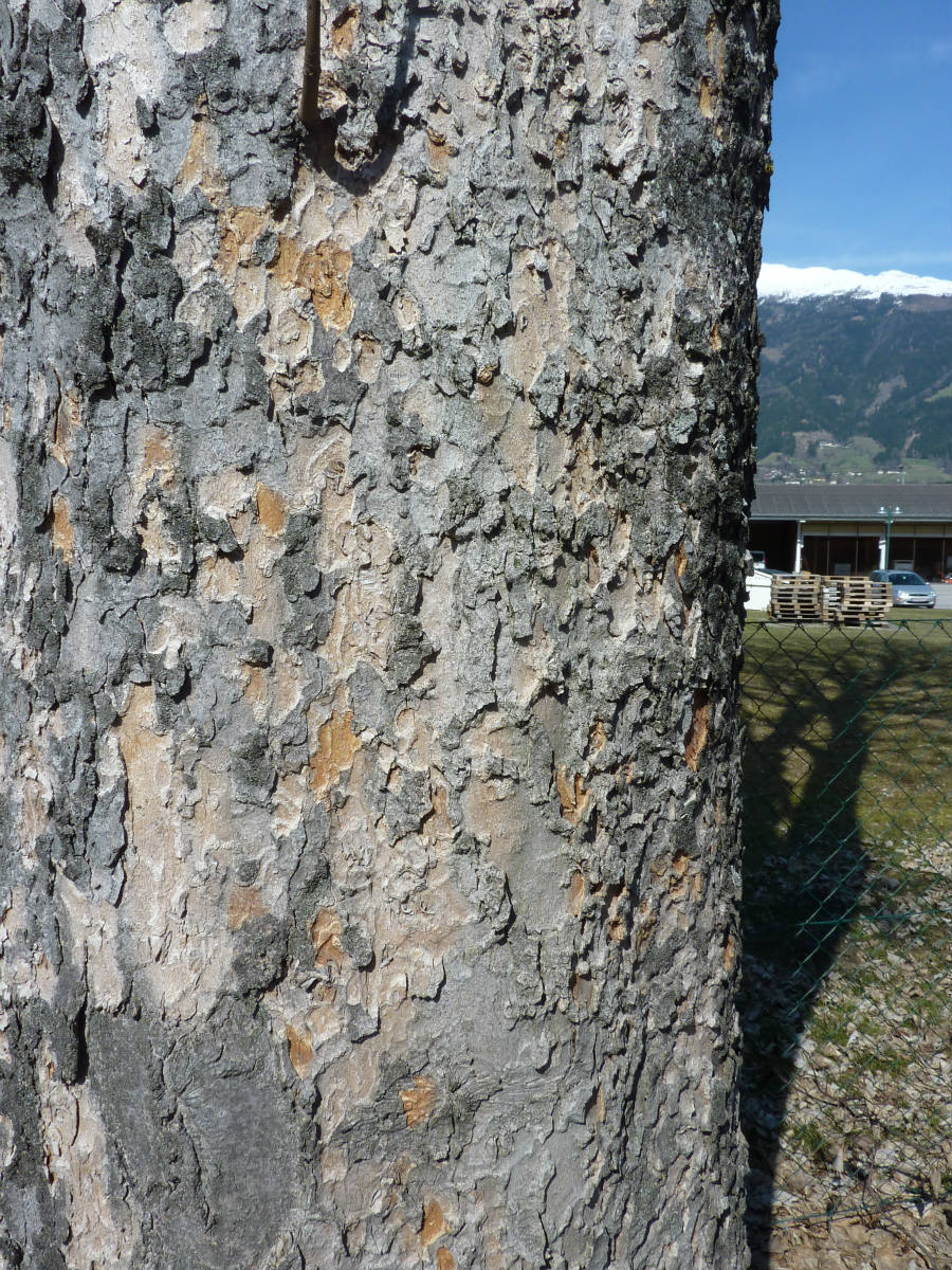 Solve tree bark jigsaw puzzle online with 154 pieces