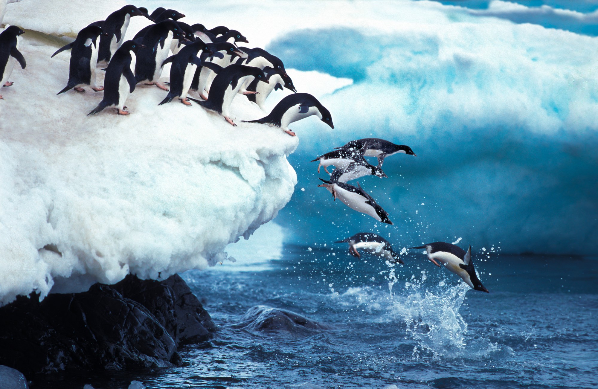 Solve Penguins on Paulet Island, Antarctica jigsaw puzzle online with ...