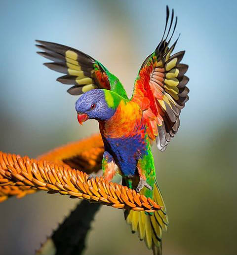 Solve parrot colors jigsaw puzzle online with 36 pieces