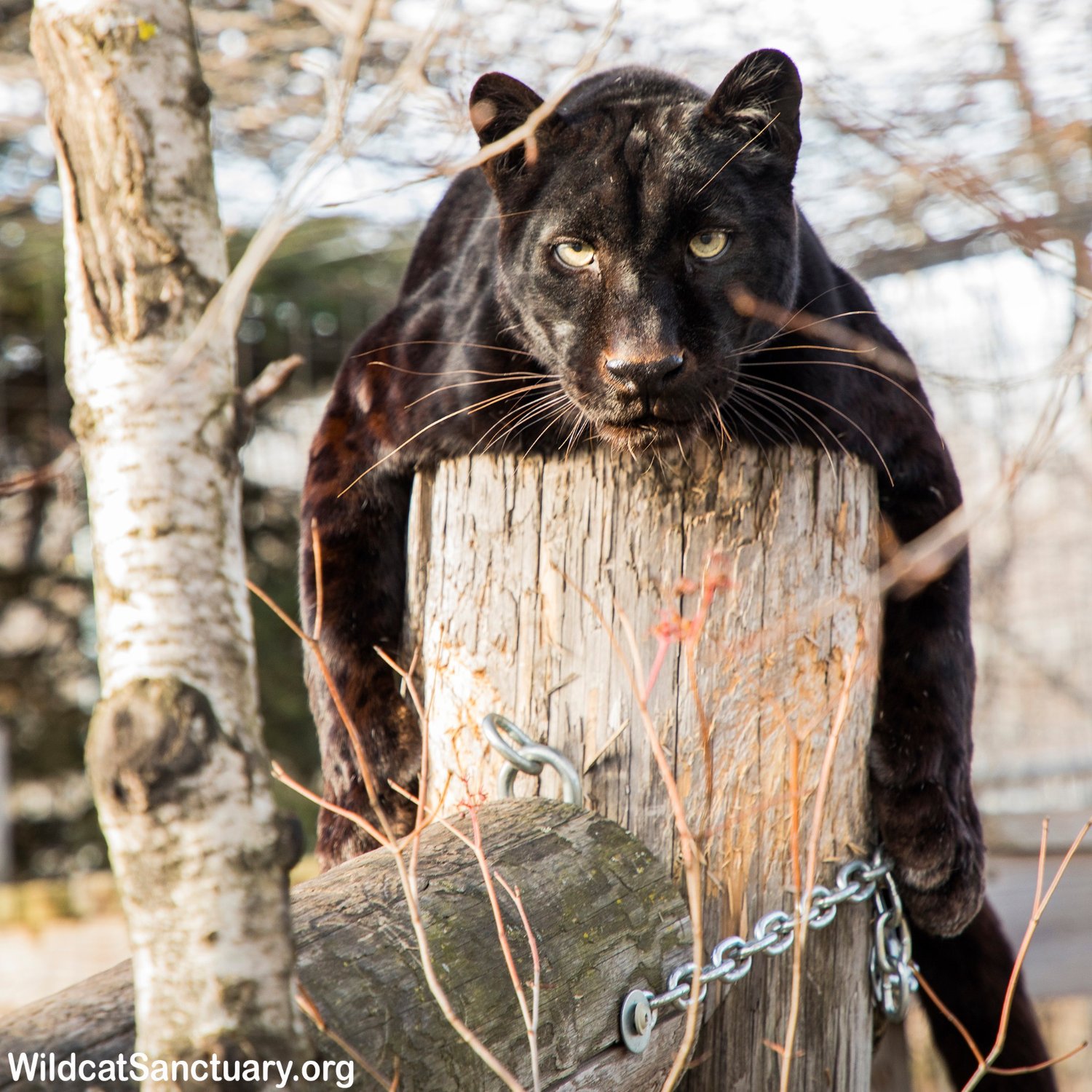 Solve Black Leopard, Shadow, Wildcat Sanctuary 3 jigsaw puzzle online ...