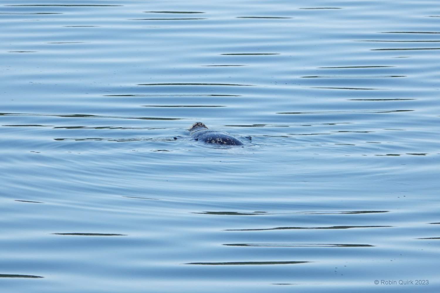 Solve Tummy Full - A Harbour Seal Floating Upside Down To Digest His ...
