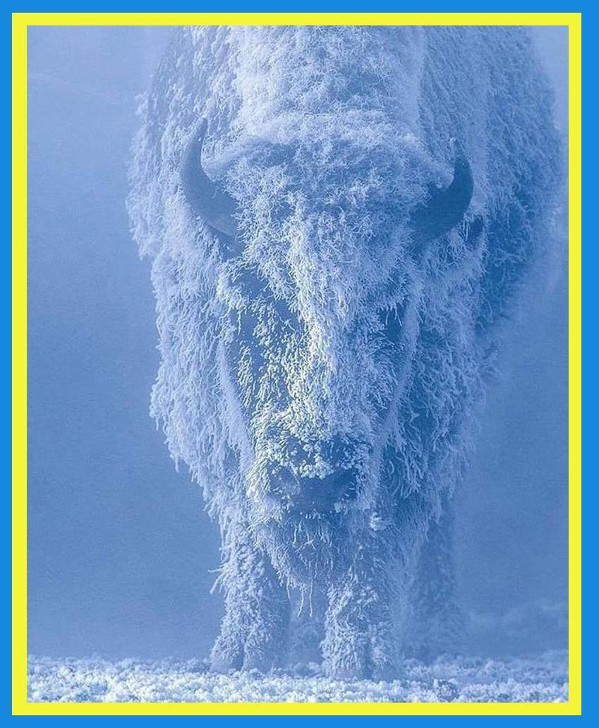 Solve a bison at 35 below Tom Murphy Photography jigsaw puzzle online ...