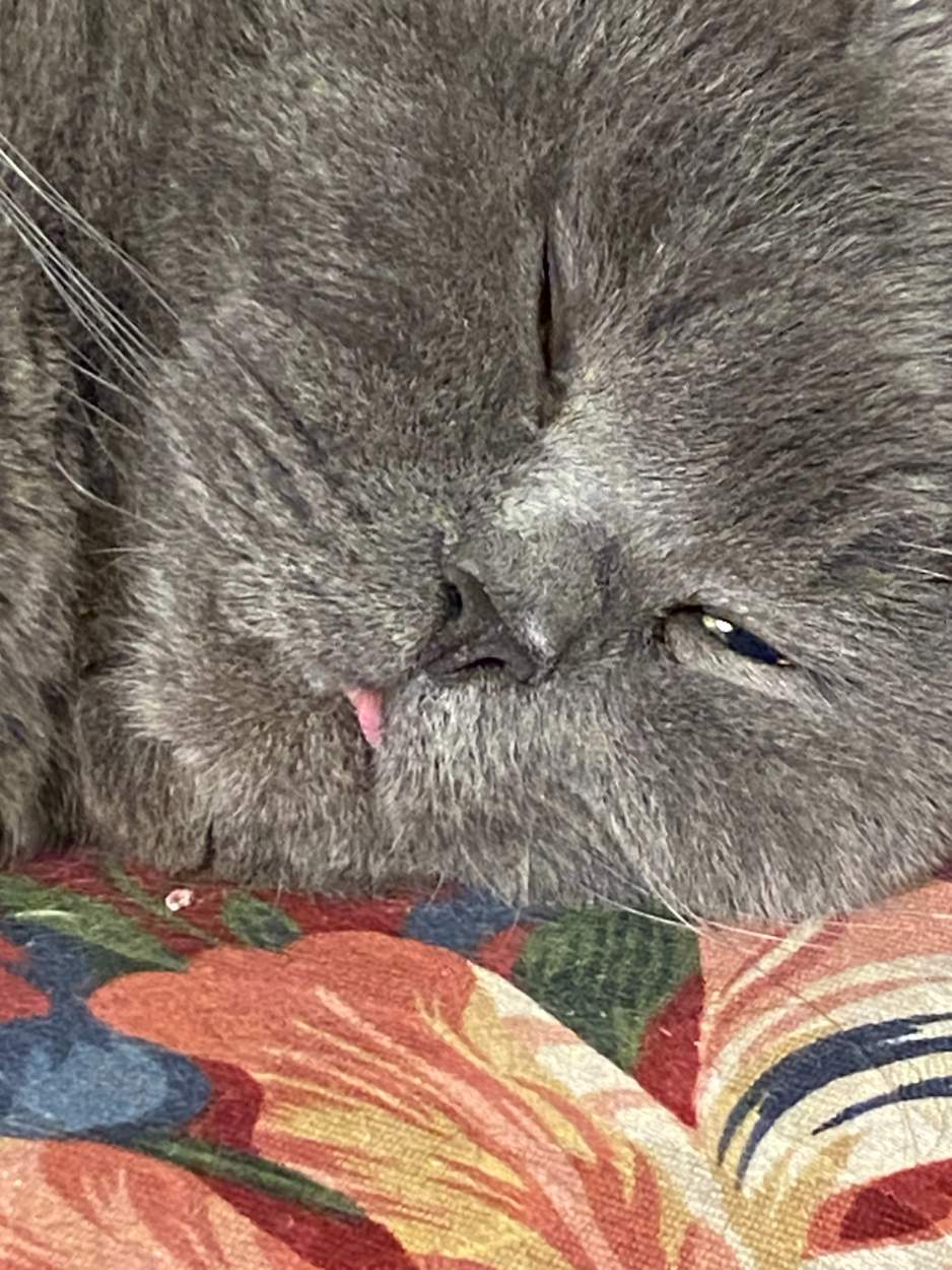 Solve Fred, oh Fred... jigsaw puzzle online with 80 pieces