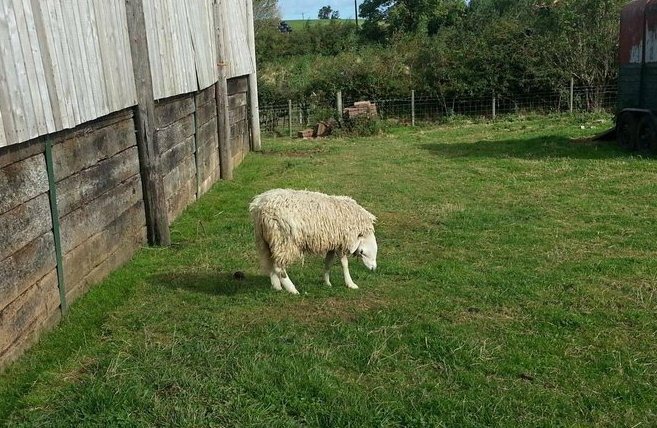 Solve Terry The Sheep With The Upside Down Head Jigsaw Puzzle Online