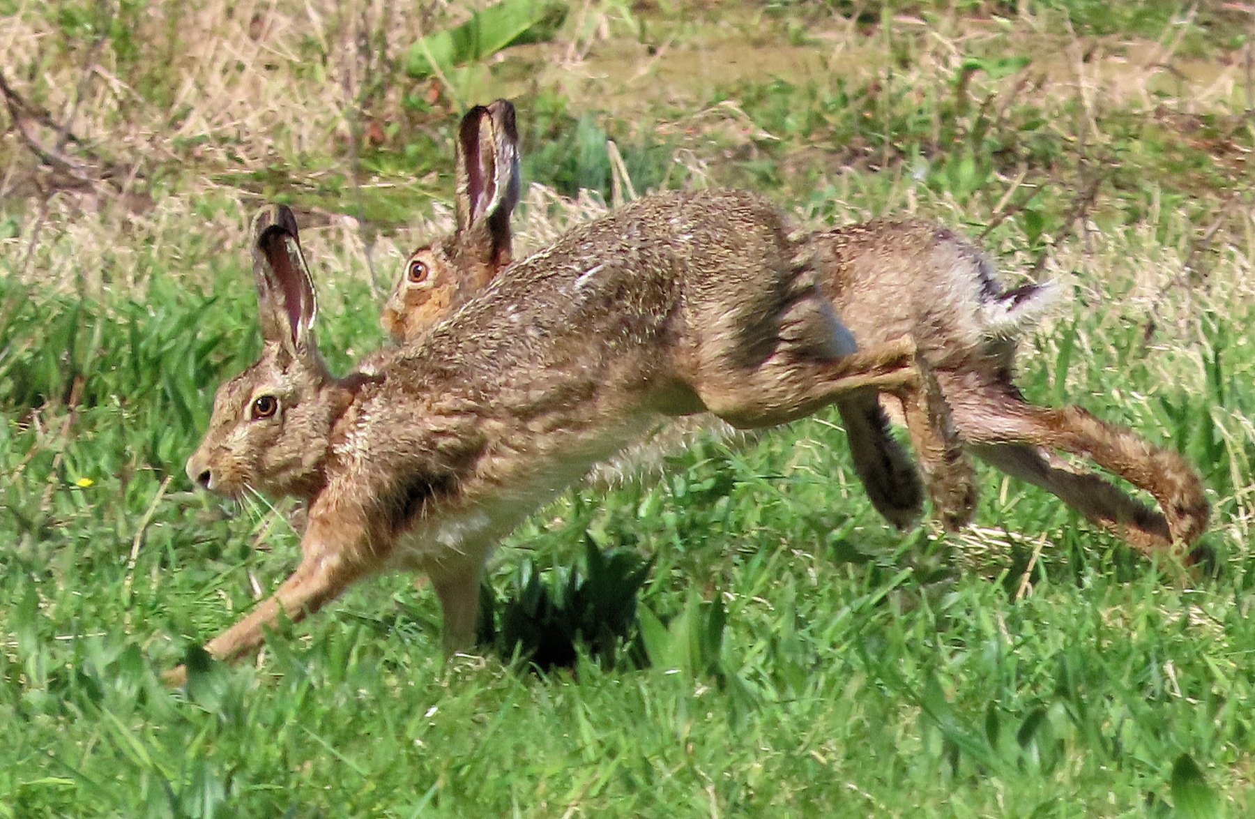 Solve a hare race? jigsaw puzzle online with 54 pieces