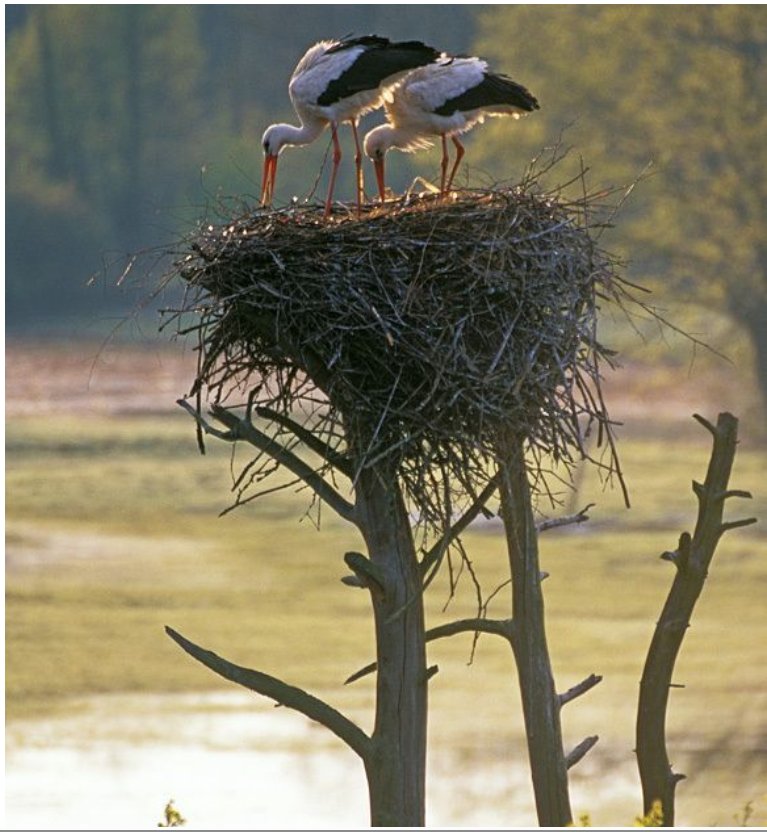 Solve A White Stork Pair Building Their Nest Jigsaw Puzzle Online With 16 Pieces