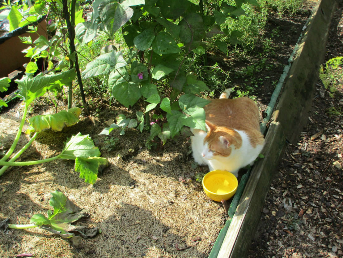 Solve Kitty Kat under the Bean Poles jigsaw puzzle online with 35 pieces