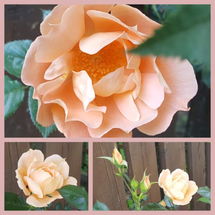 Solve Na jednom keři / On one Bush jigsaw puzzle online with 9 pieces