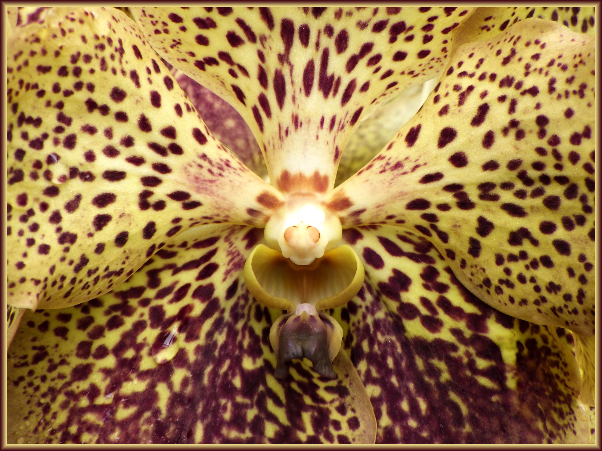 Solve Orchid jigsaw puzzle online with 130 pieces