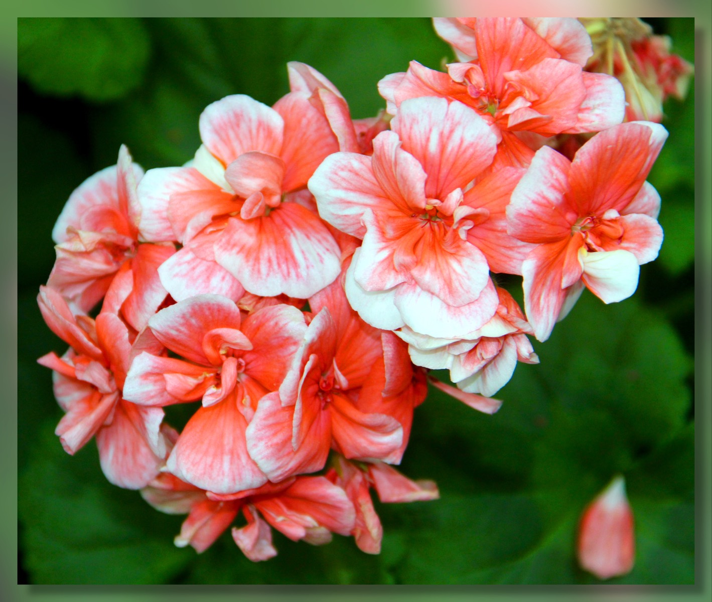 Solve Geranium jigsaw puzzle online with 238 pieces