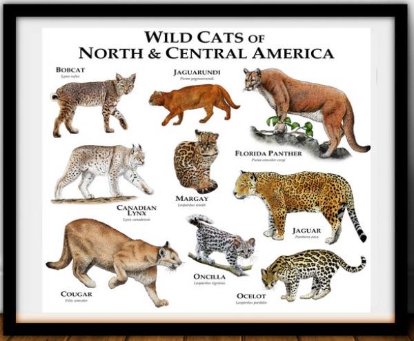 Solve Wild Cats of North and Central America jigsaw puzzle online with ...