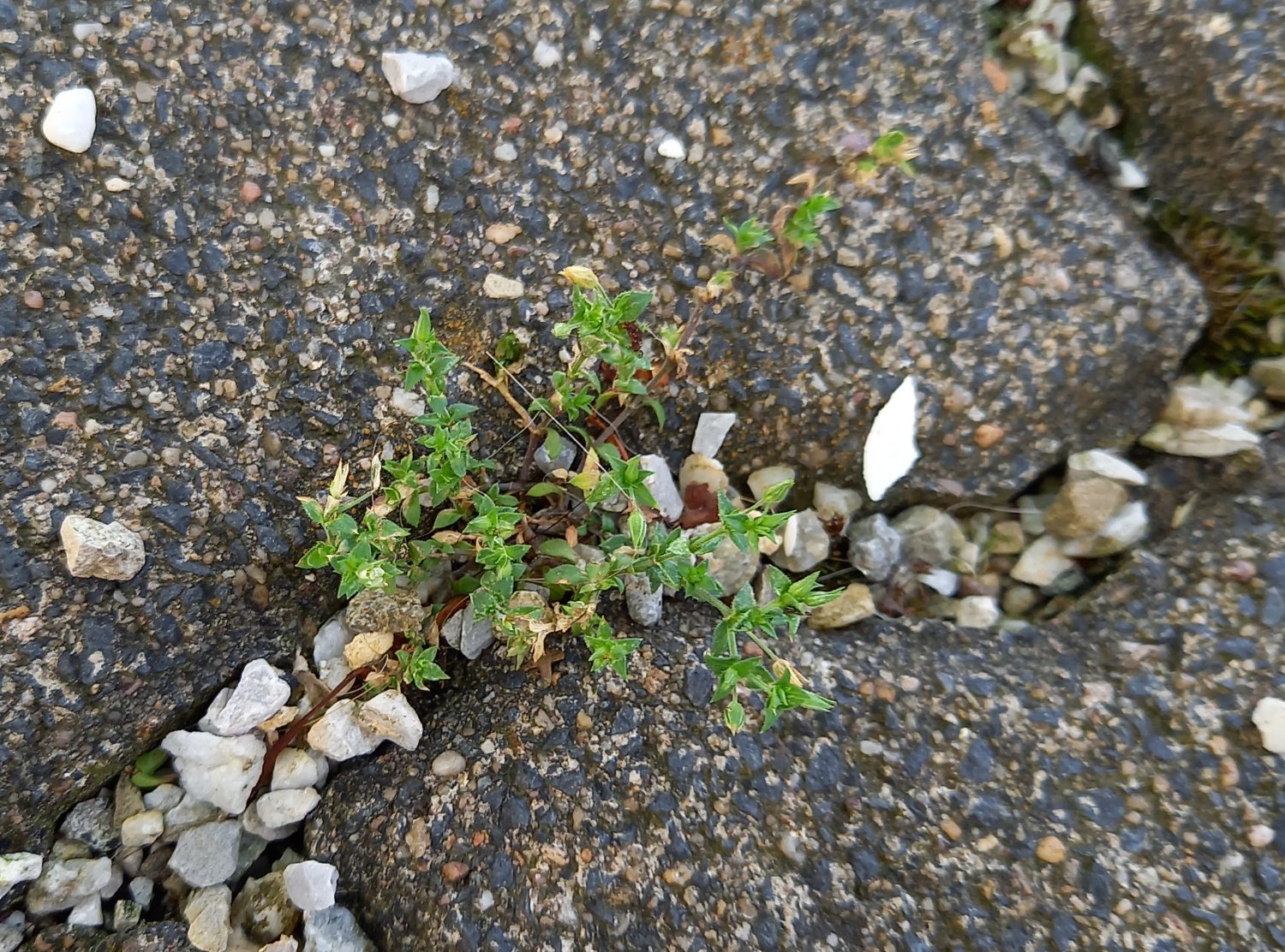 Solve Urban Biodiversity jigsaw puzzle online with 24 pieces