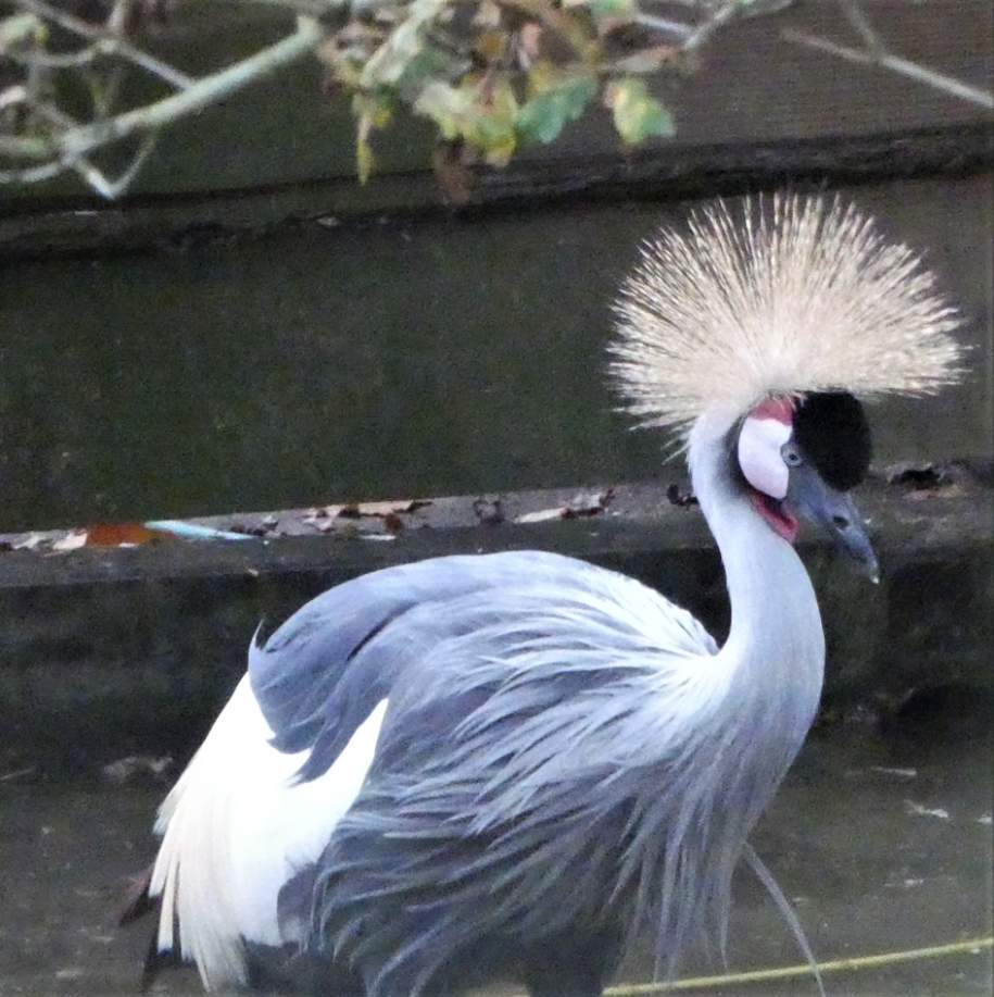 Solve Visiting Ouwehands Dierenpark, Zoo, Rhenen. Nov. 2022 jigsaw puzzle online with 16 pieces