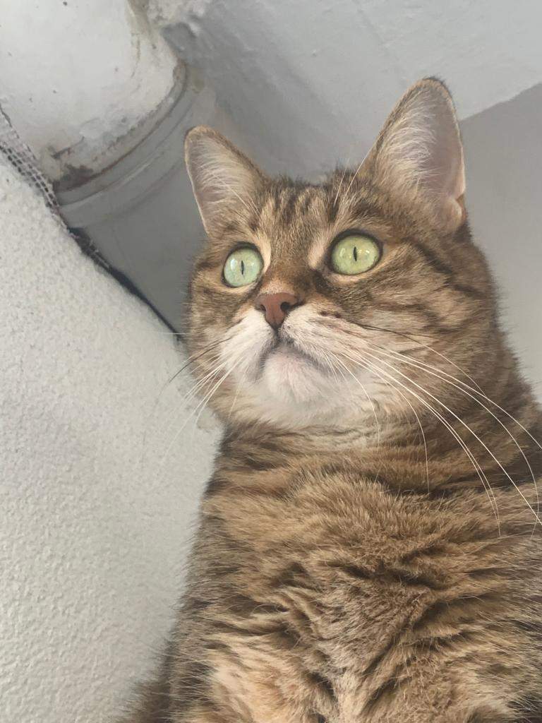 Solve BALKIZ 🐾🐱 jigsaw puzzle online with 70 pieces