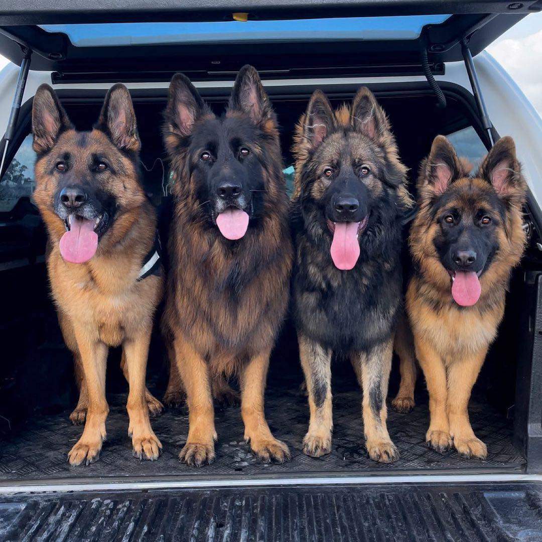 Solve Shephards jigsaw puzzle online with 36 pieces