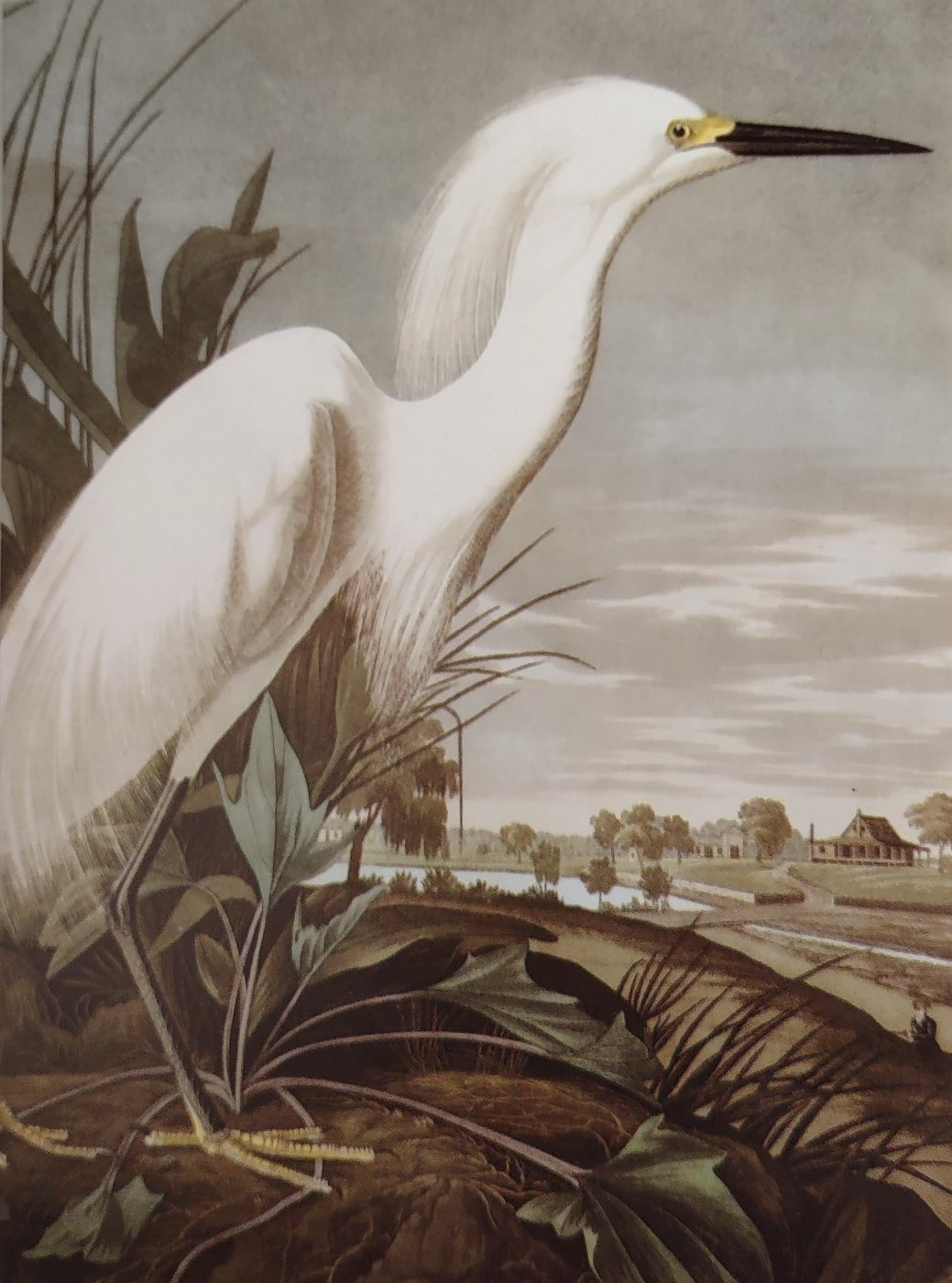 Solve Egret jigsaw puzzle online with 35 pieces