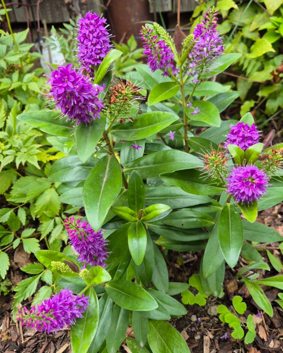 Solve Purple flowers for Isaly2 ... jigsaw puzzle online with 12 pieces