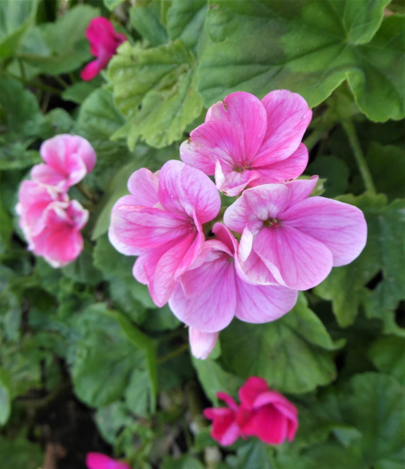 Jigsaw Puzzle | Geraniums | 143 pieces | Jigidi