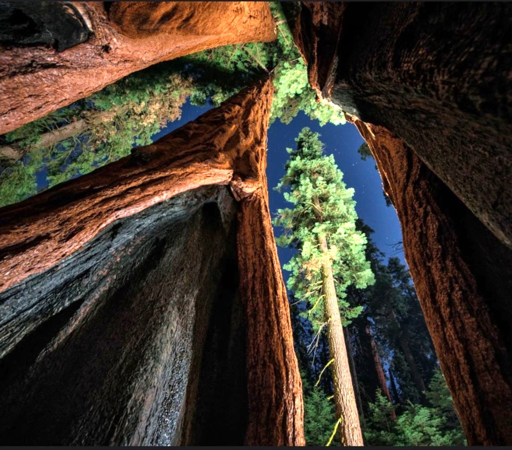 Solve A grove of giant sequoia trees frame a towering white fir tree ...