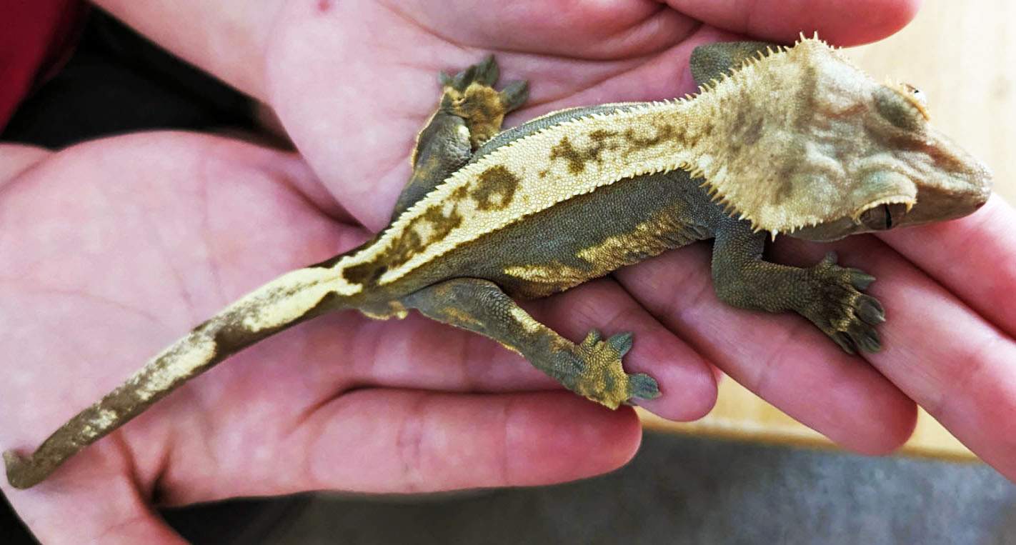 Solve Arlo our Crested Gecko.. jigsaw puzzle online with 231 pieces