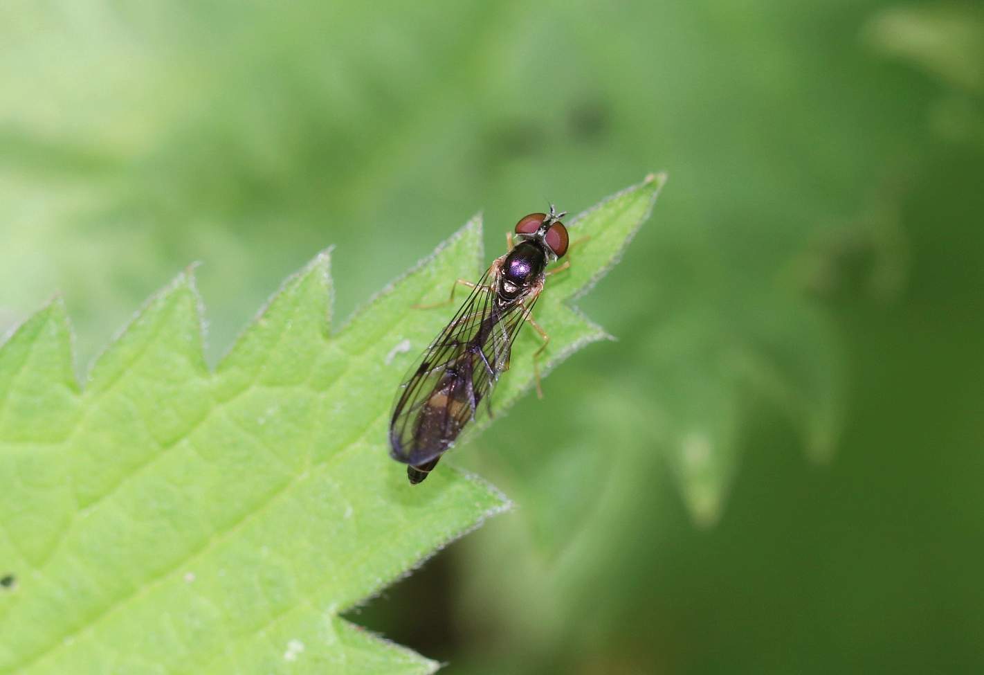 Solve Hoverfly - Baccha elongata (vliegende speld) jigsaw puzzle online ...