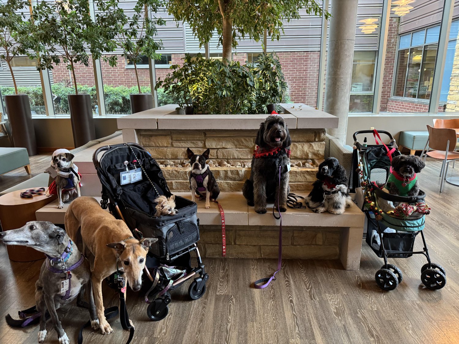 Solve A whole parade of Therapy Dogs visiting patients and staff at the ...