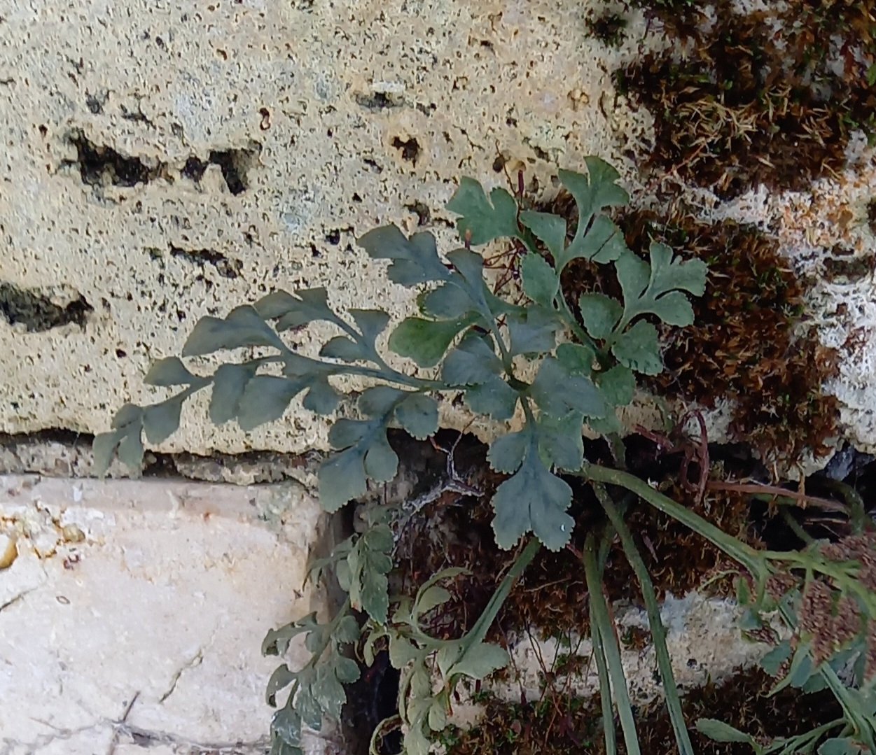 Solve Urban Biodiversity jigsaw puzzle online with 30 pieces