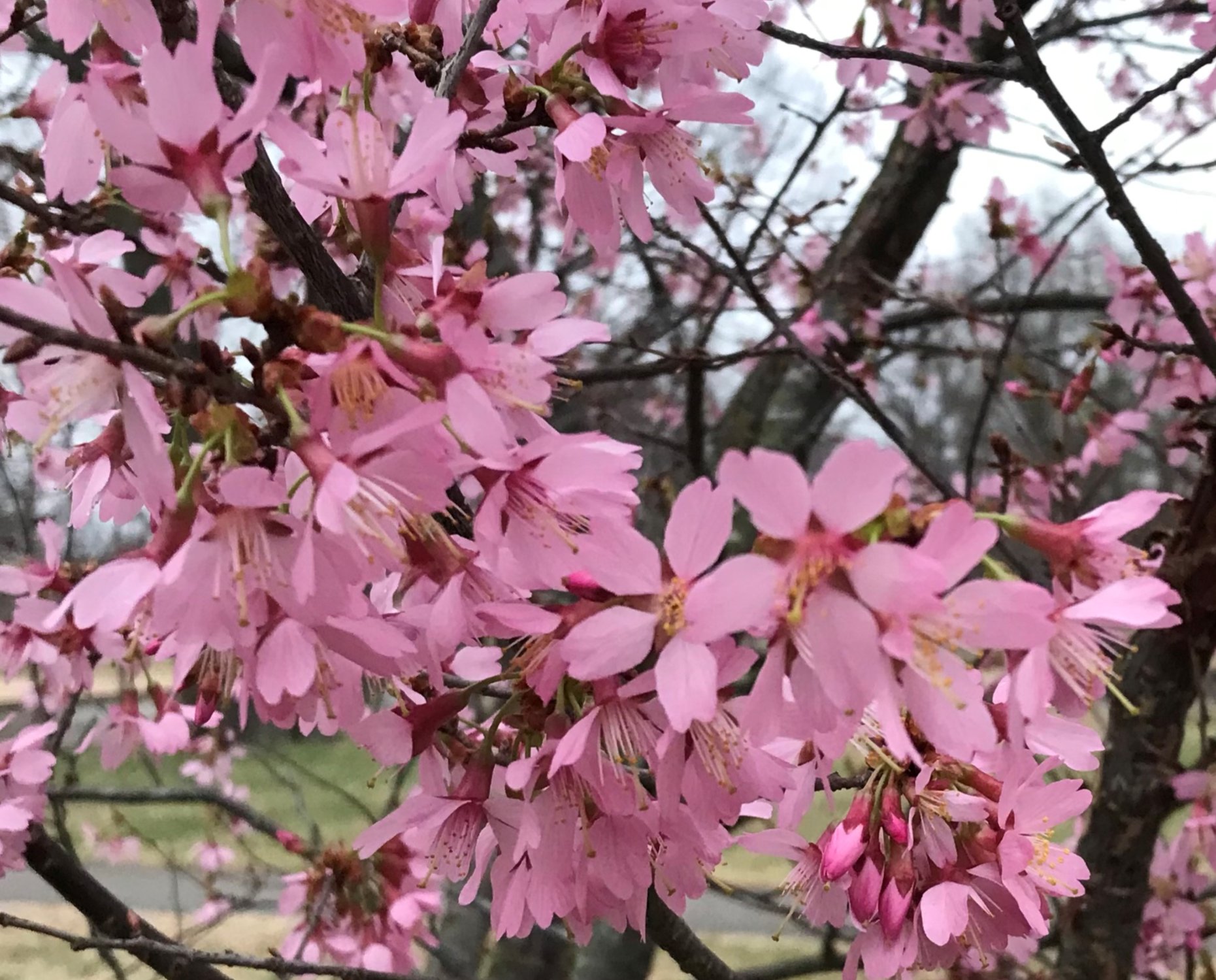 Solve Flowering Cherry, closer view jigsaw puzzle online with 80 pieces