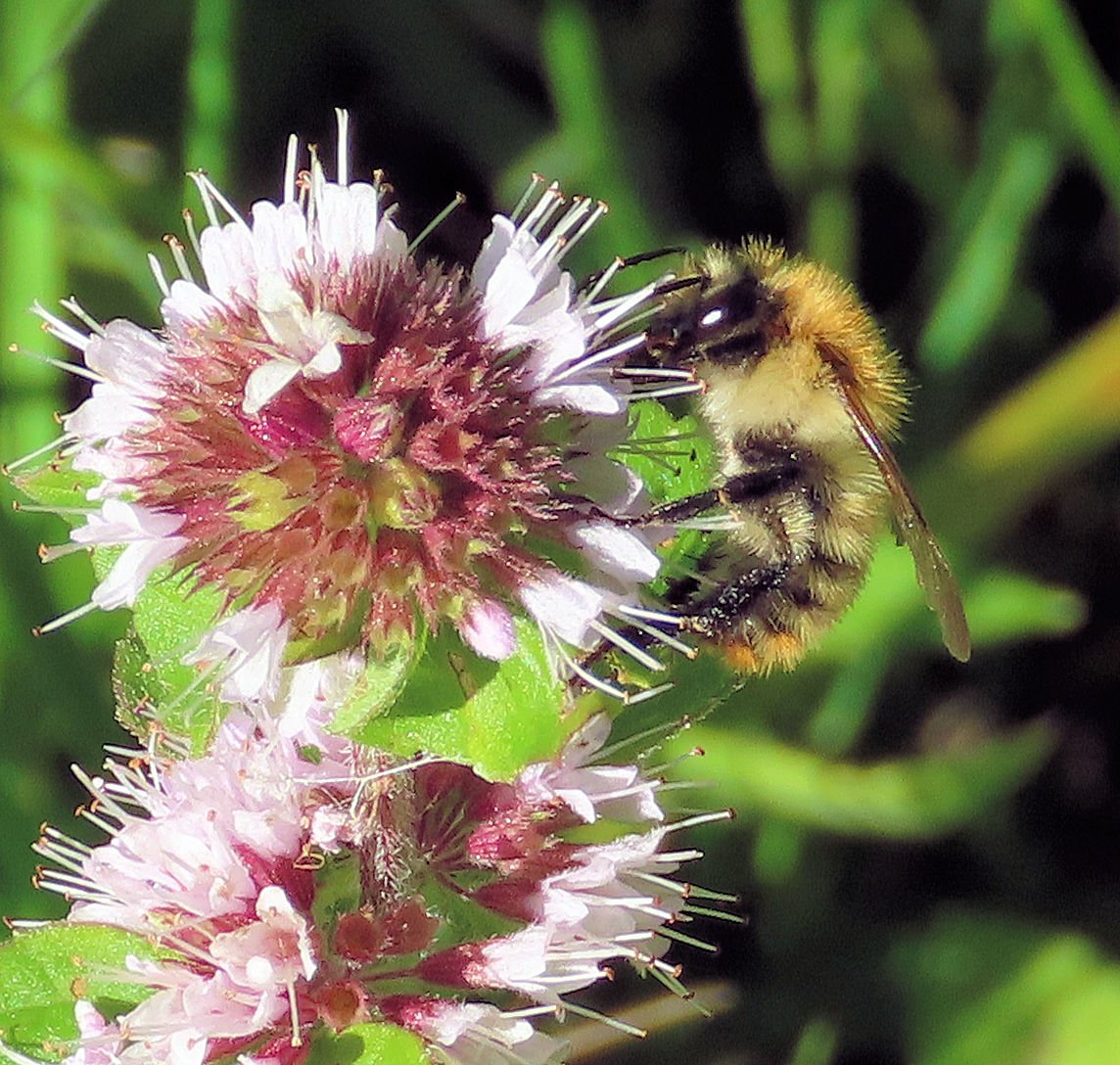 Solve moss carderbee on water mint (moshommel) jigsaw puzzle online ...