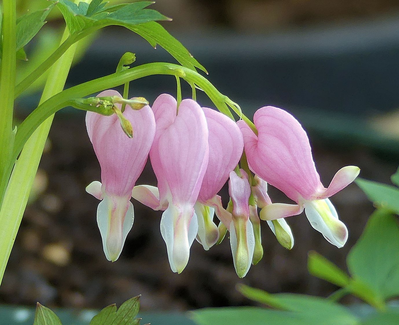 Solve pink bleeding hearts (roze gebroken hartjes) jigsaw puzzle online ...