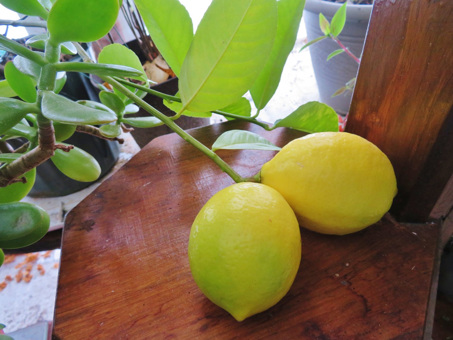 Solve my lemons jigsaw puzzle online with 30 pieces