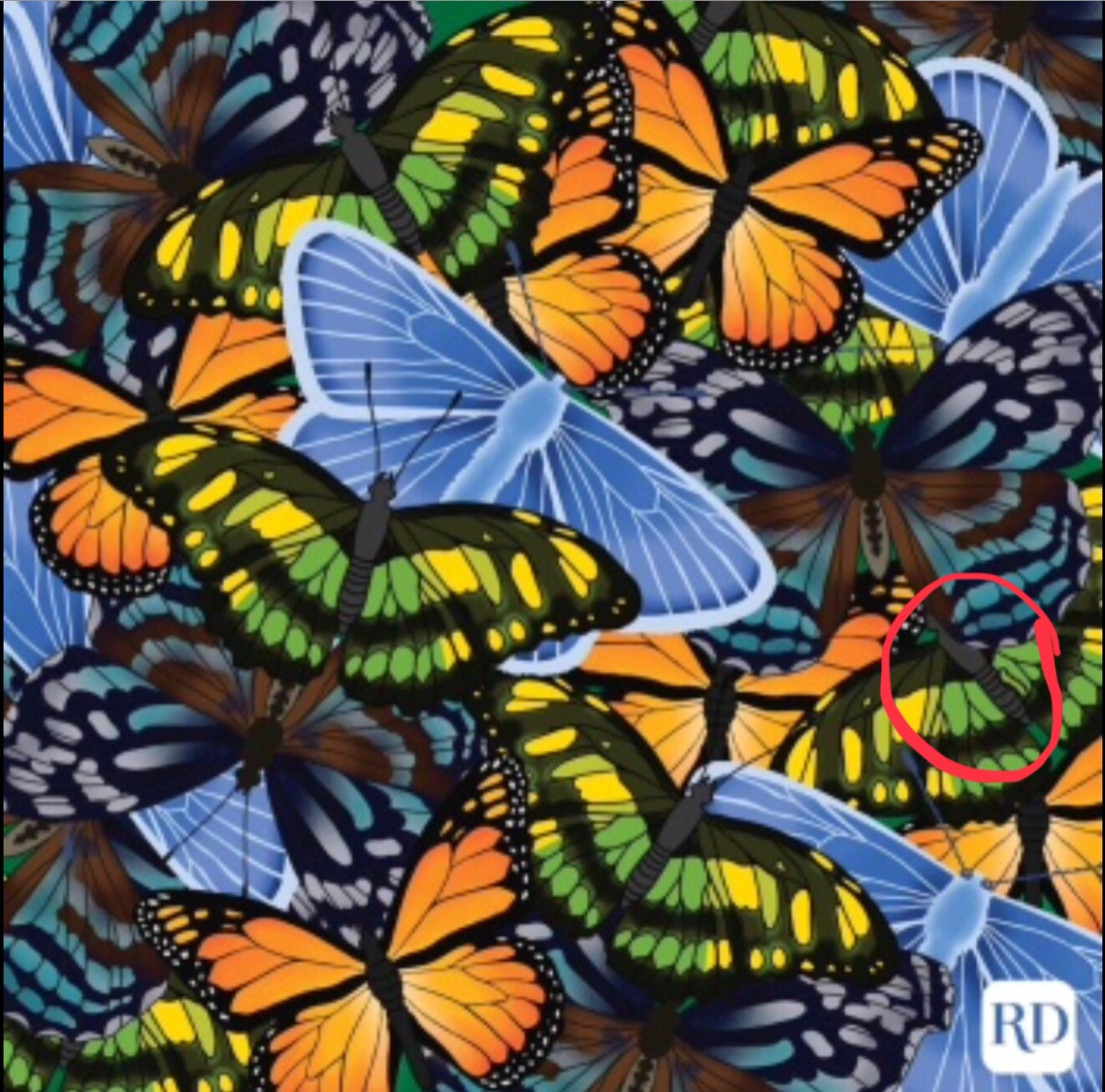 Solve Solution 🐛 👉 🦋 jigsaw puzzle online with 9 pieces