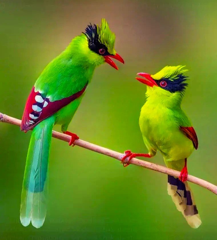 Solve BIRD CHAT jigsaw puzzle online with 110 pieces