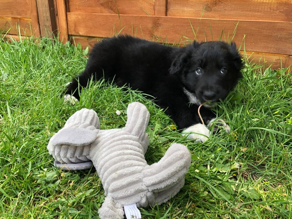 Solve Puppy Logan jigsaw puzzle online with 154 pieces